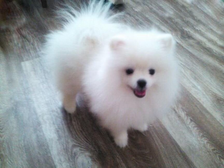 Шпиц самый красивый мальчишка