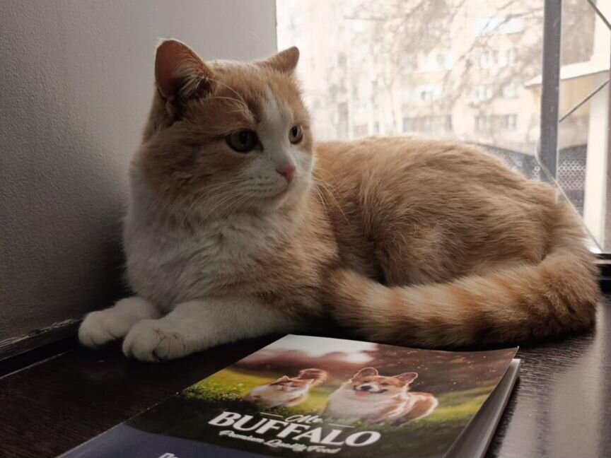 Красивая кошка в добрые руки