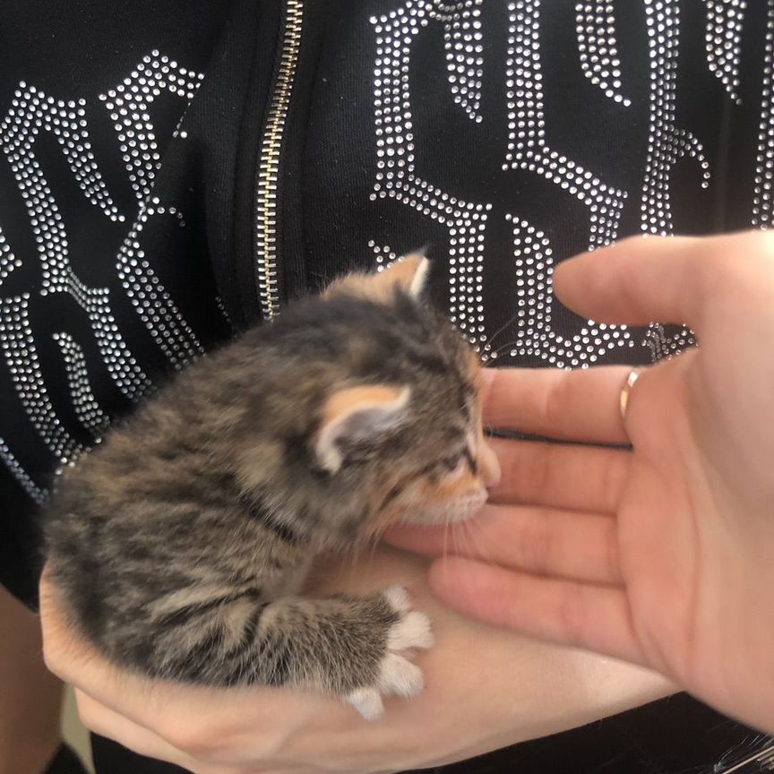 Котенок
