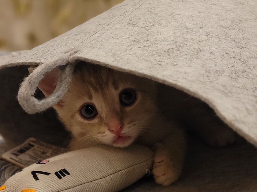 Котята в добрые руки