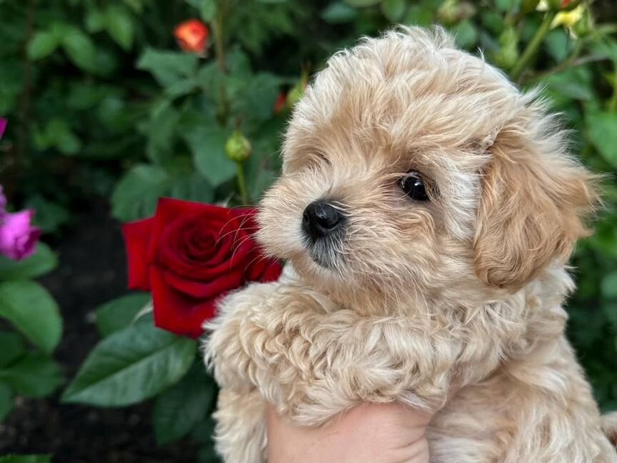 Щенки мальтипу f1 мини девочка