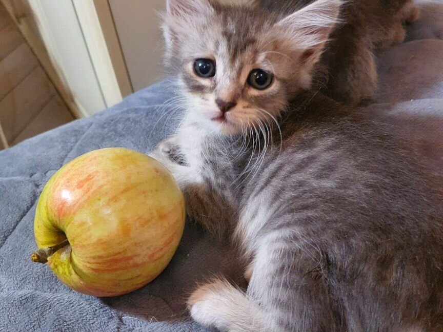 Кошечка Бусинка