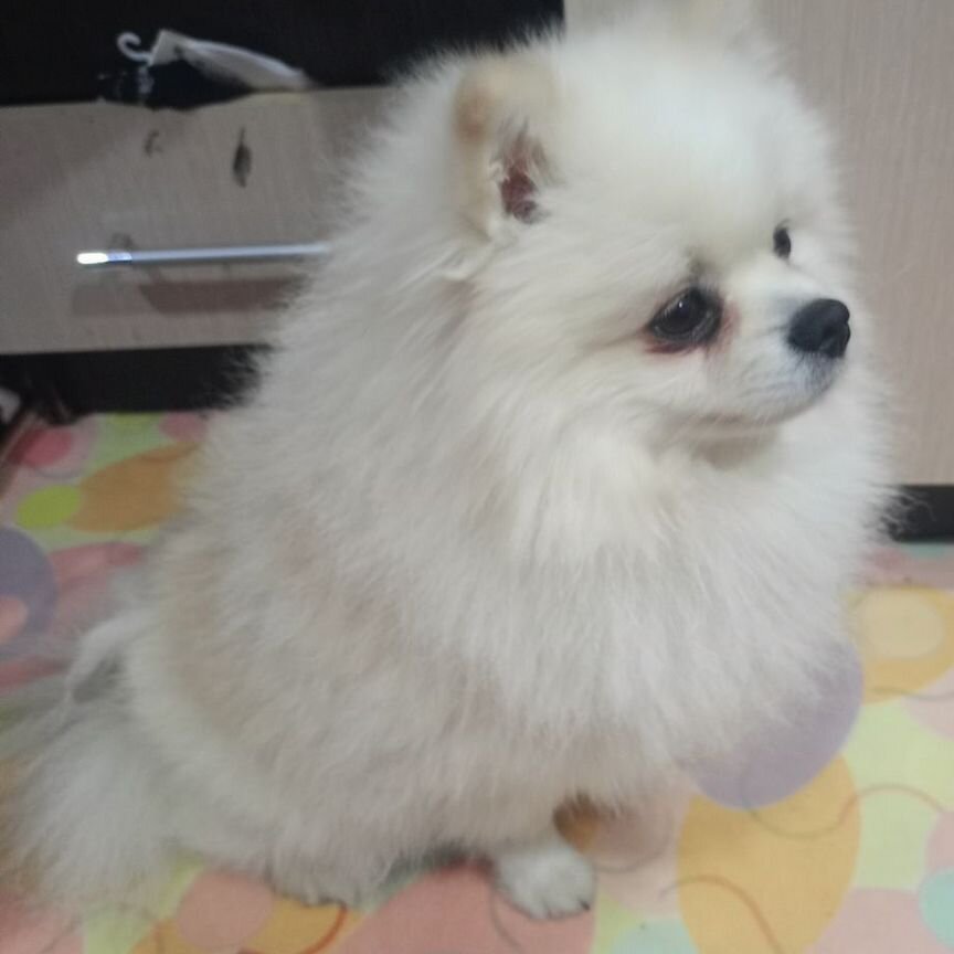 Померанский шпиц, взрослый пёс