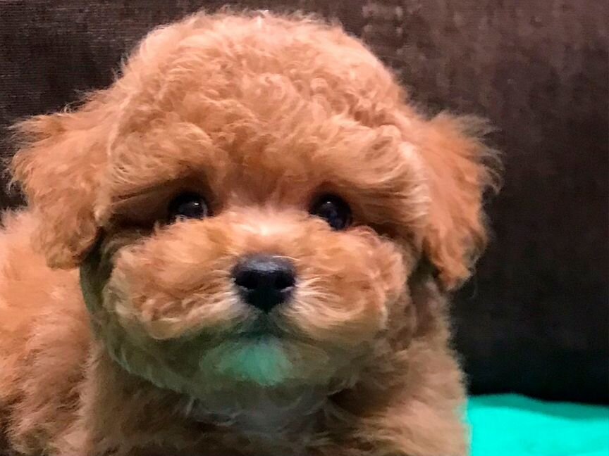 Мальтипу щенок мальчик