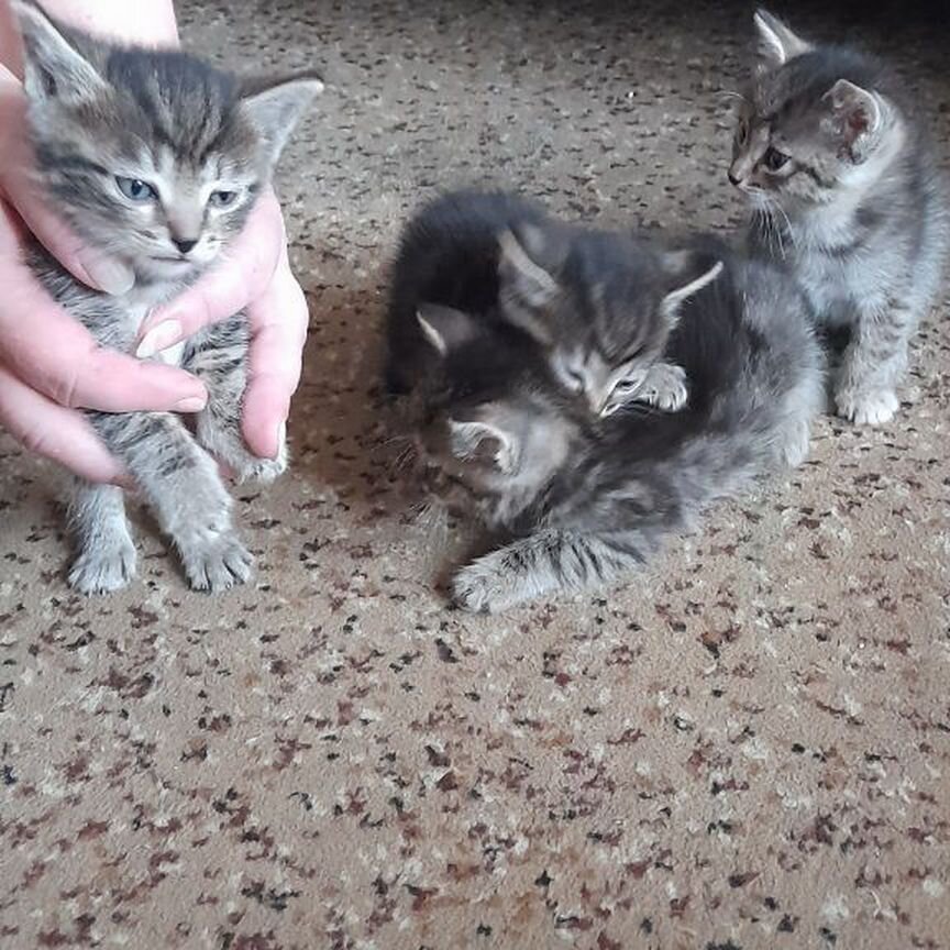 Котята