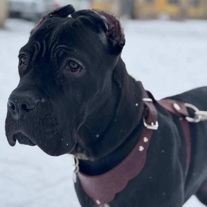 Кане-корсо, щенок