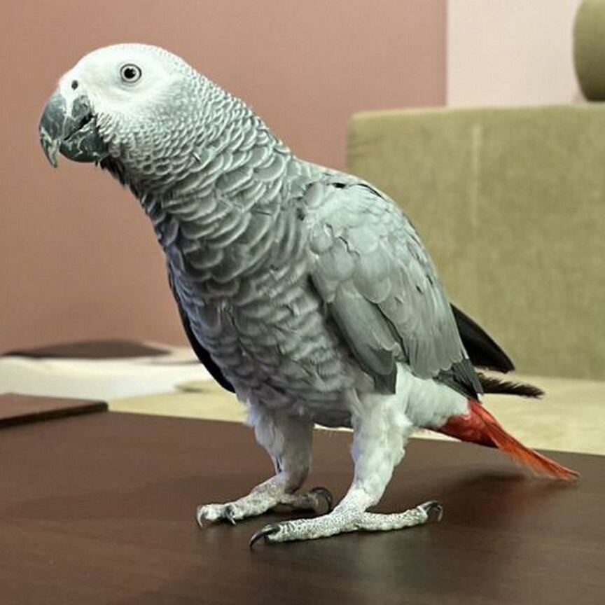 Ручной говорящий попугай