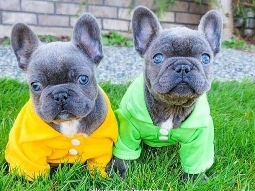 Французский бульдог мини