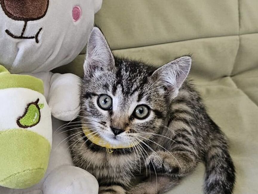 Крошка котенок Сонечка 2 месяца в дар