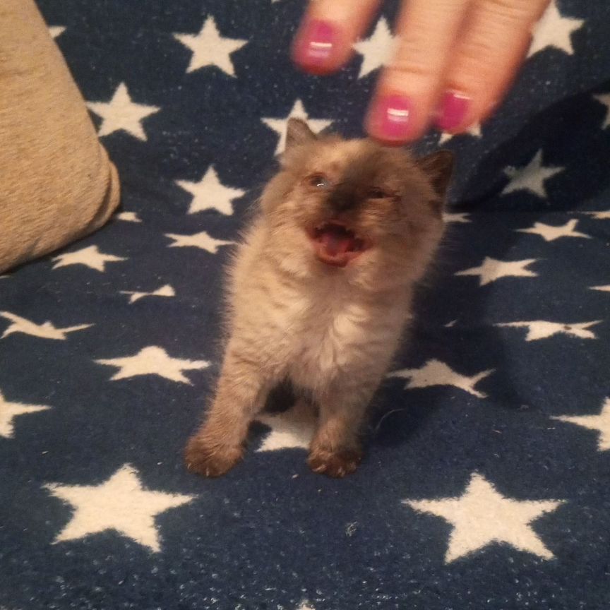 Мальчик. Невский маскарадный. Родился 1 февраля