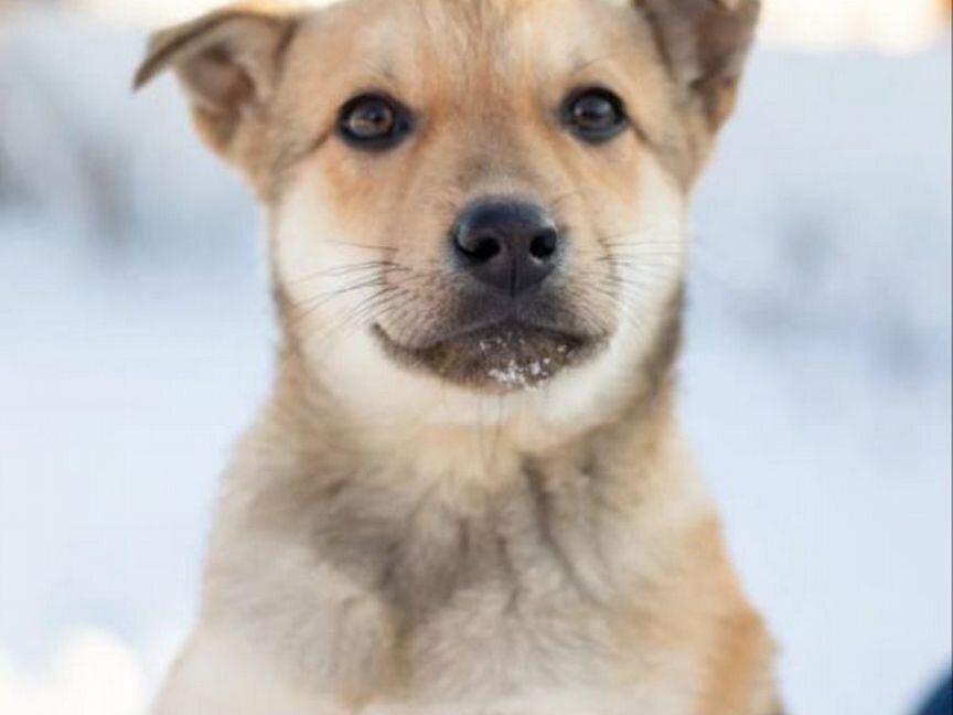 Щенки чистокровной дворянки