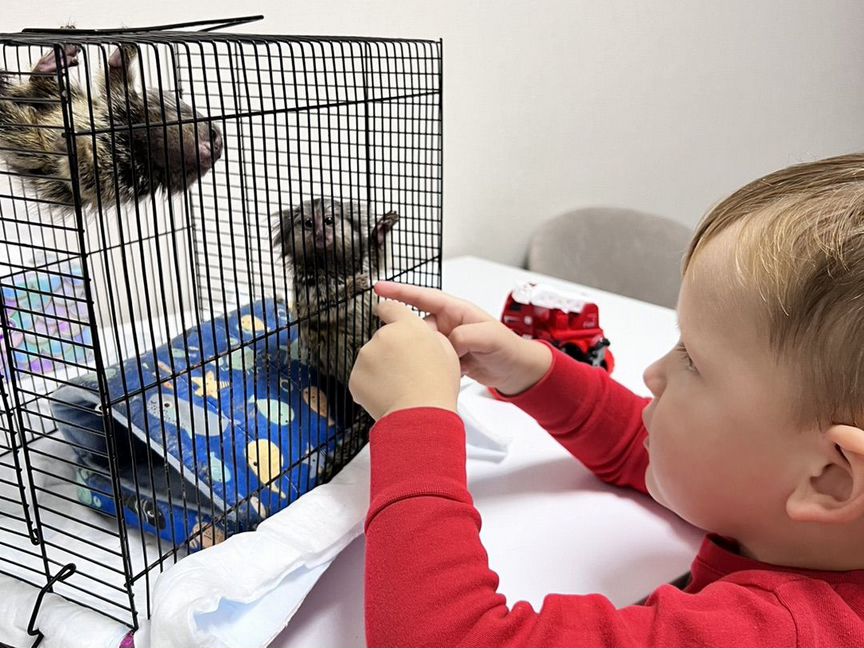 Маленькие обезьянки