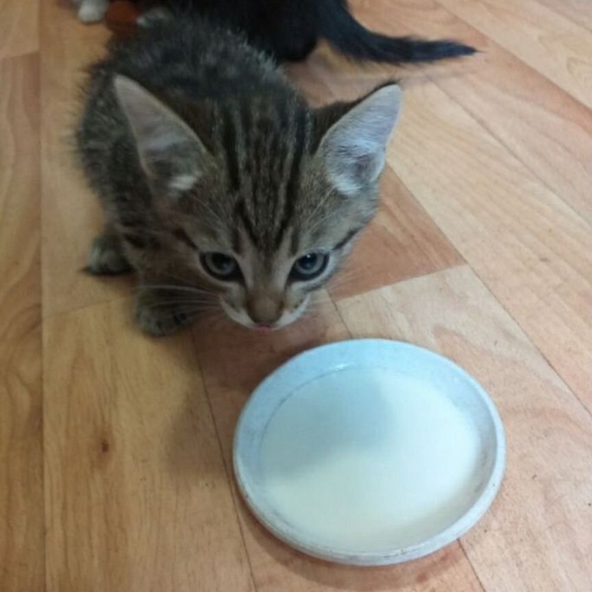 Котята в добрые руки бесплатно мальчик