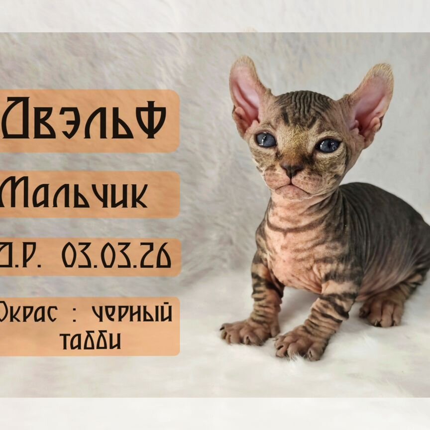 Канадский сфинкс котёнок