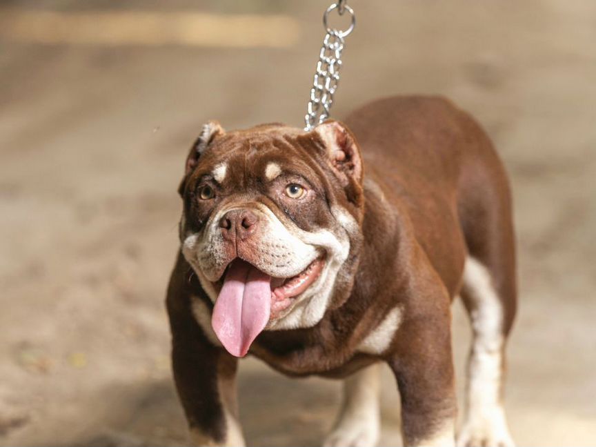 Американский булли