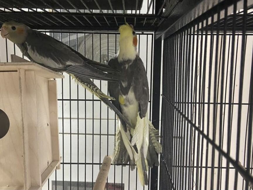 Попугай корелла