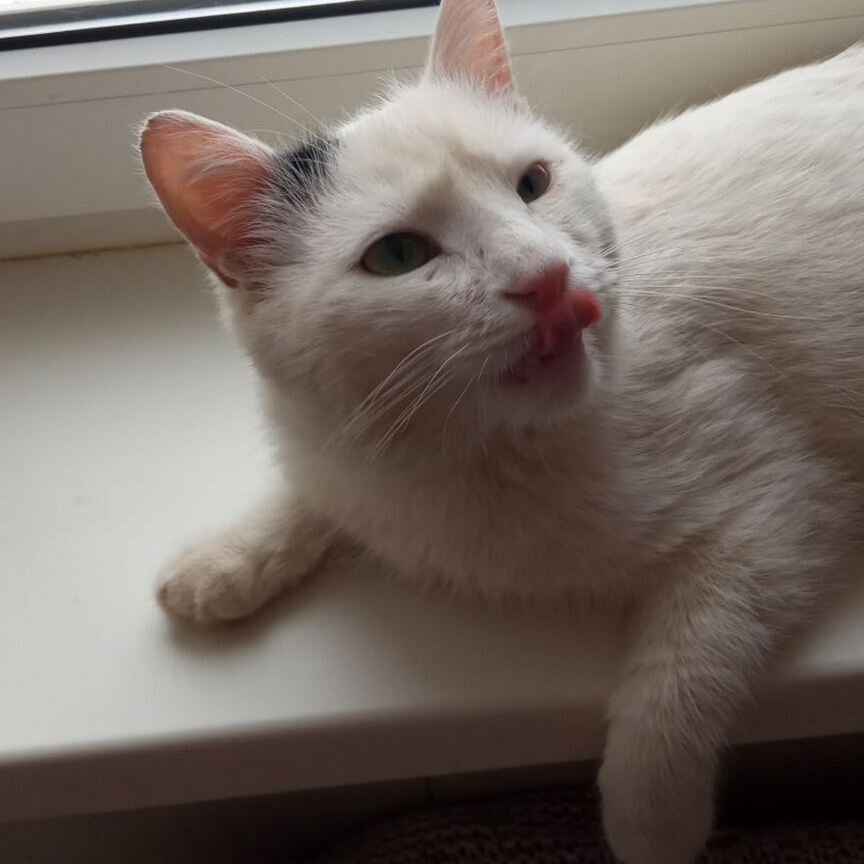 Мальчик. Беляш в семью