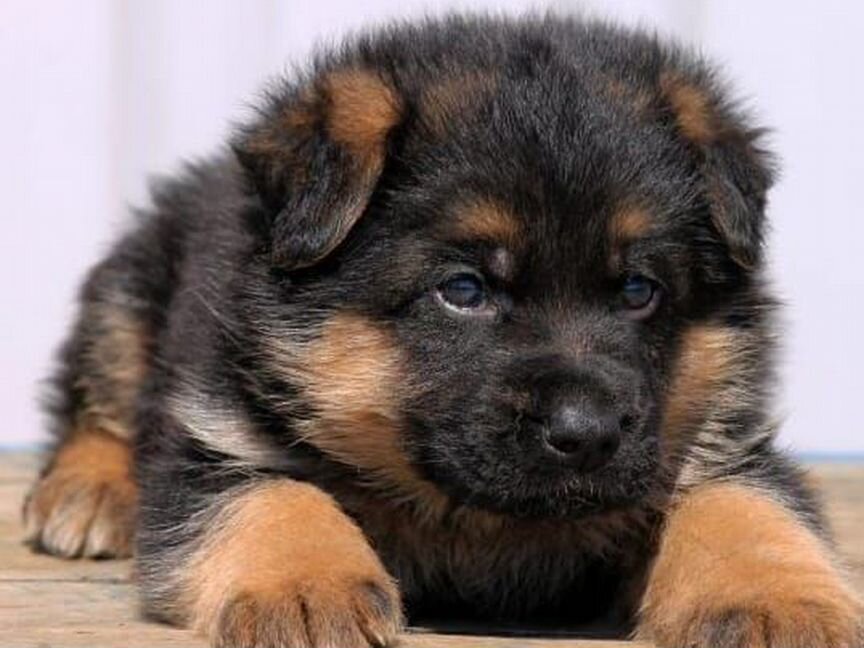 Щенки немца лохмача