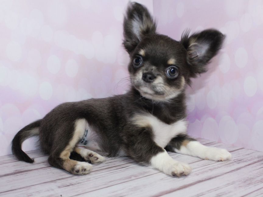 Девочка Чихуахуа- яркая красавица