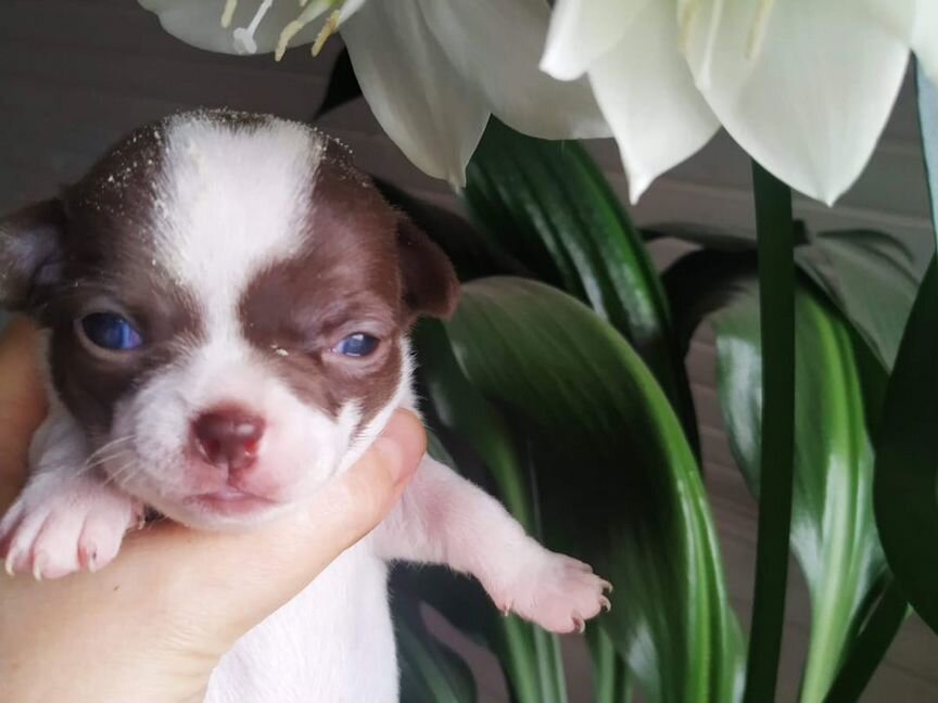 Чихуахуа мини детки