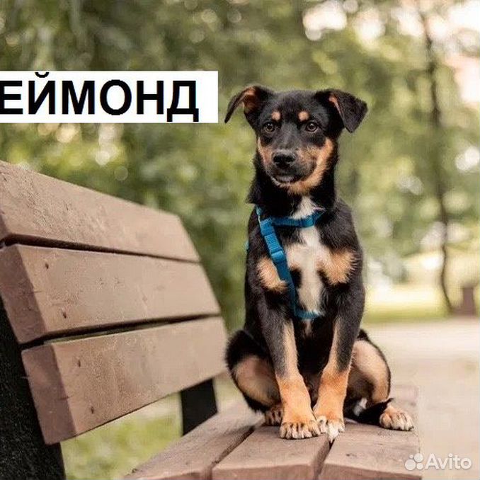 Щенки Деймонд и Киви в поисках семьи