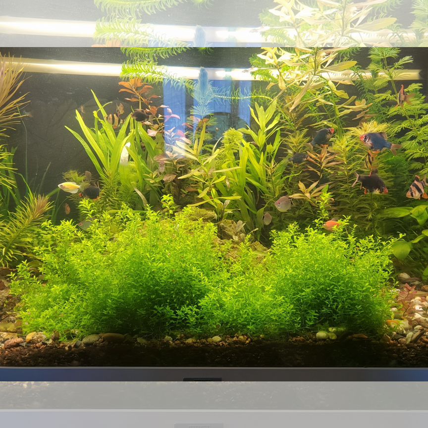 Аквариумные растения