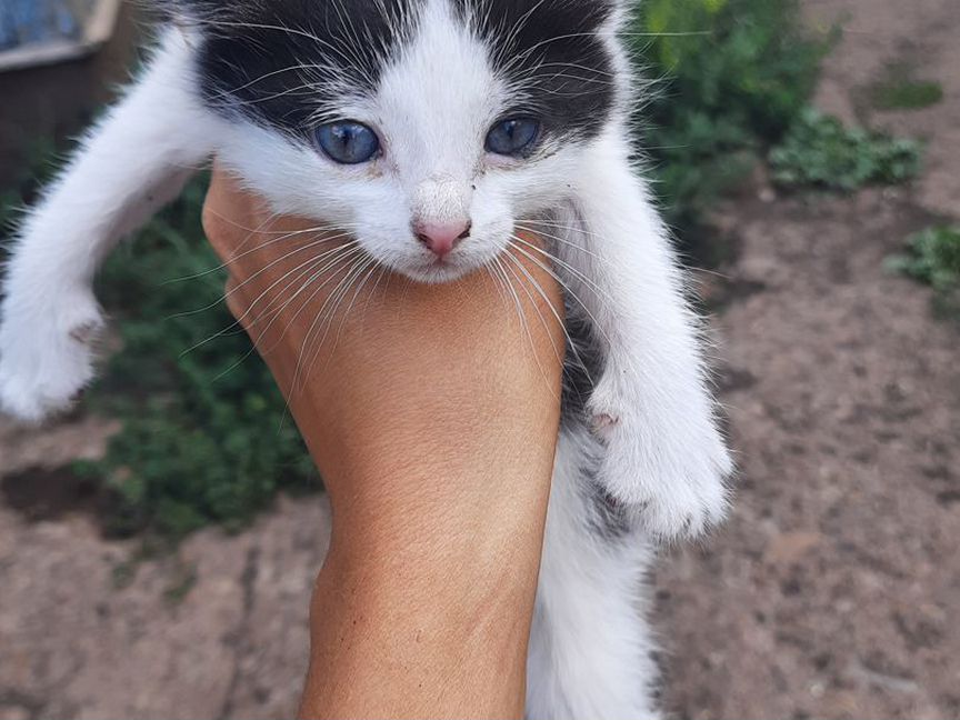 Котята 1,5 месяца