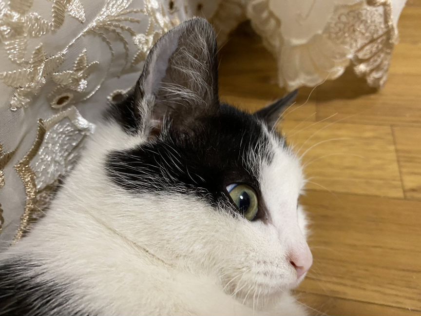 Отдаю кота в добрые руки