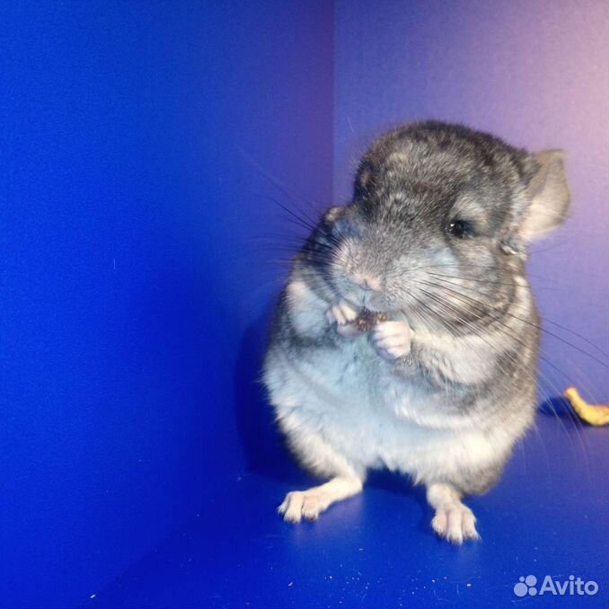 Шиншилла малыши (самцы)