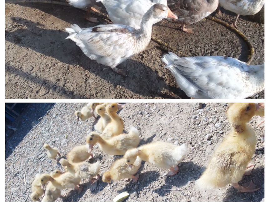 Утки и Гуси