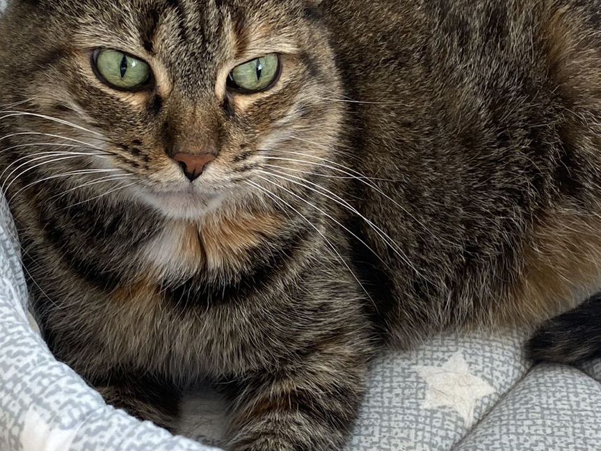 Кошка в дар бесплатно