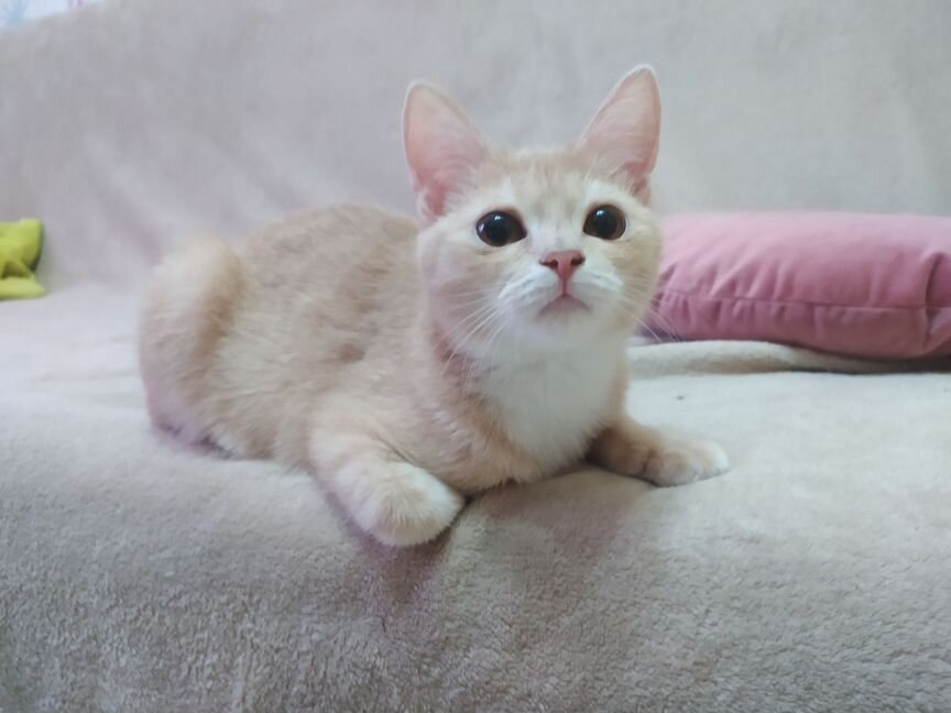 Кошечка в добрые руки