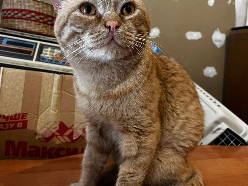 Рыжий кот,Большой,круглый,наглый