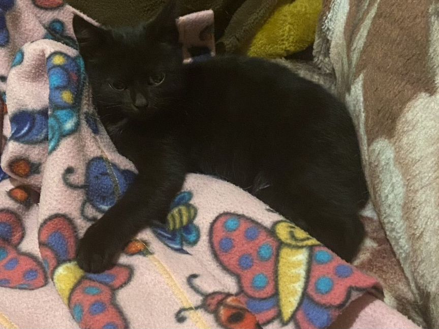 Кошка черная