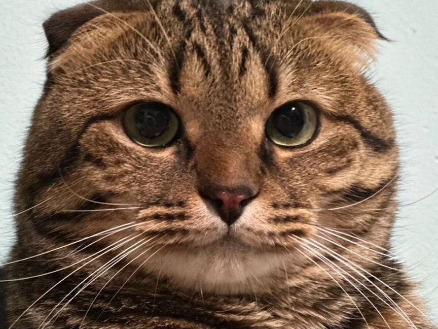 Кот