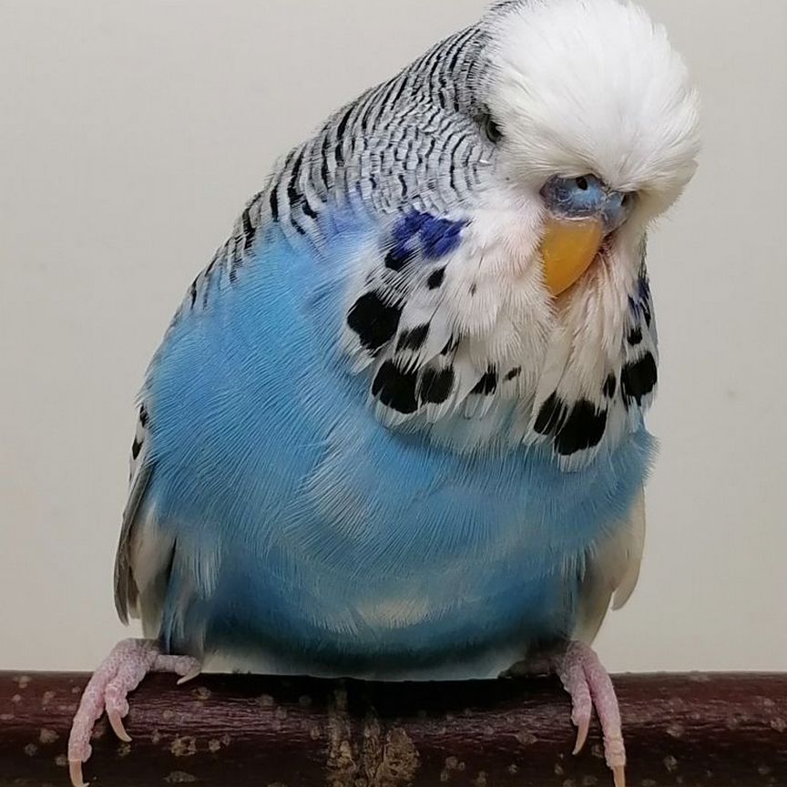 Ввп,Чех,самец