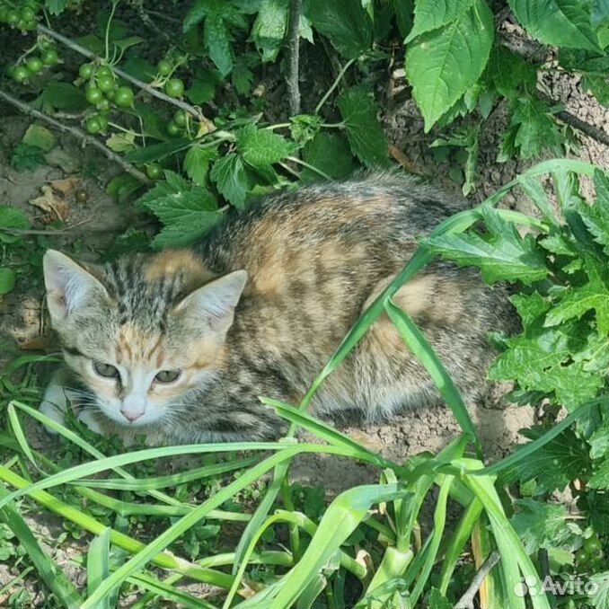 Дачный котёнок 2,5 месяца