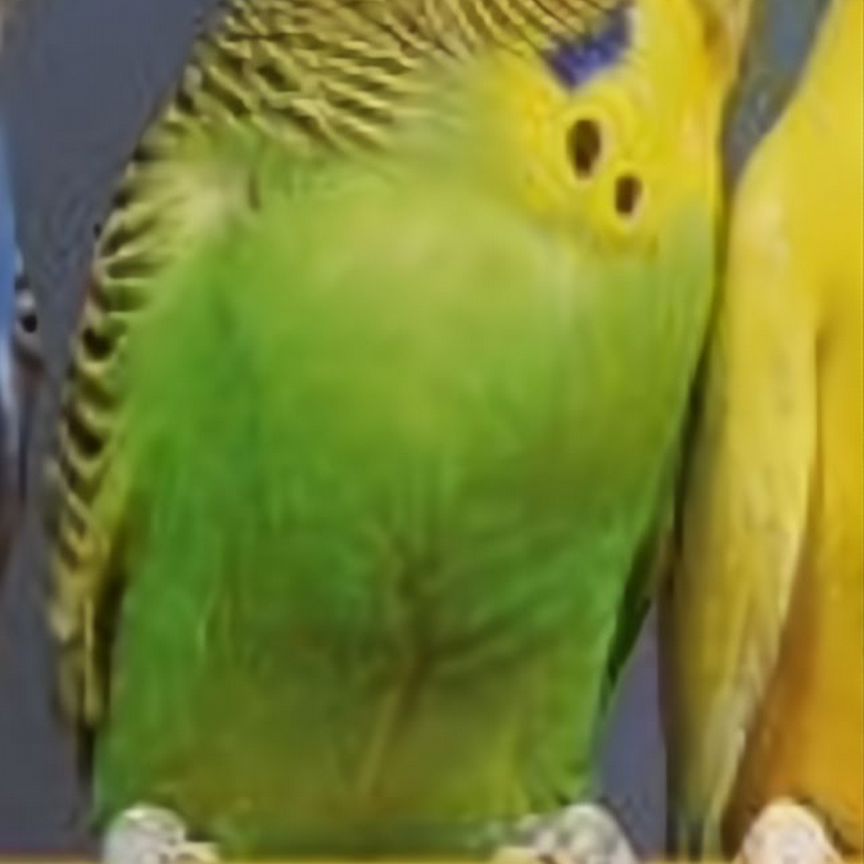 Волнистый попугай