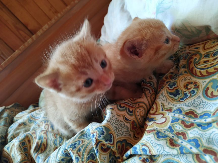 Котята в добрые руки