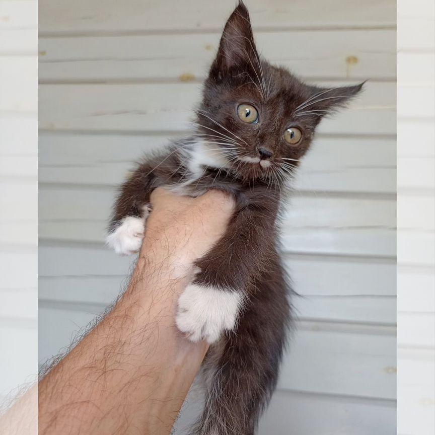 Котёнок в добрые руки