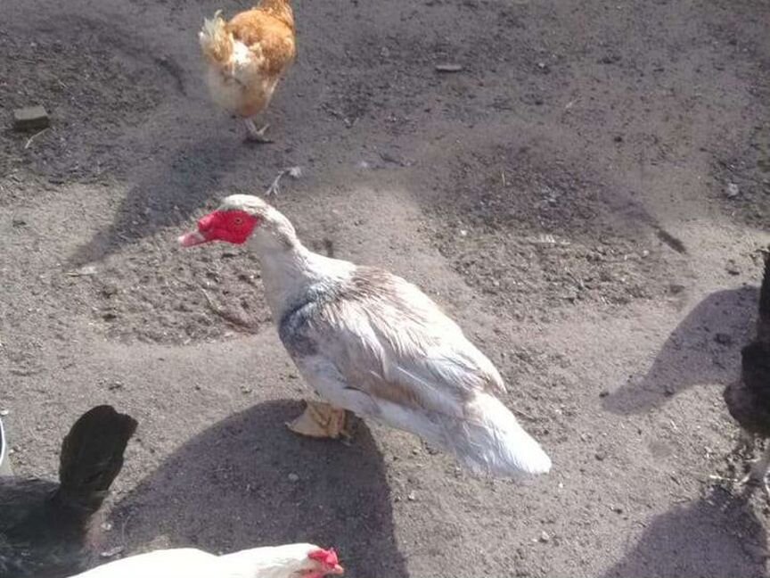 Индоутки, куры