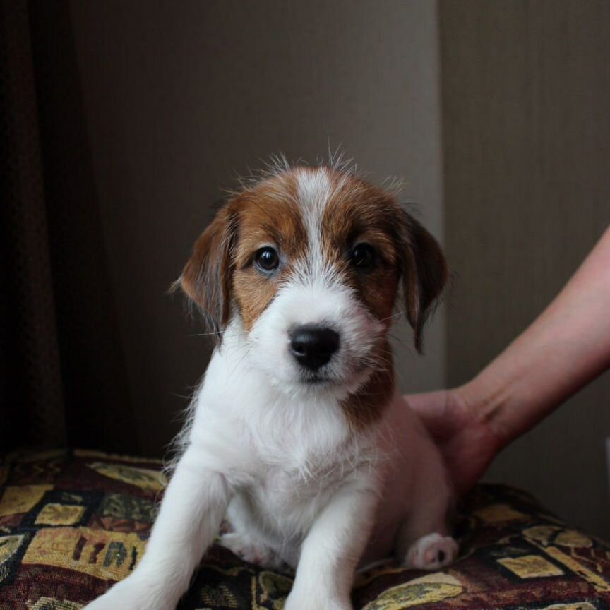 Щенки Джек Рассел терьера