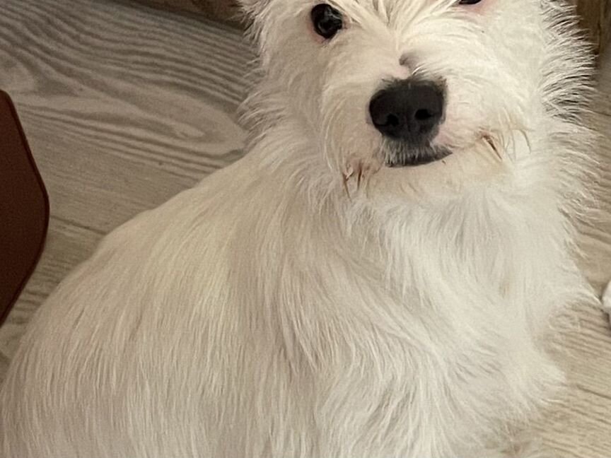 Собака в добрые руки