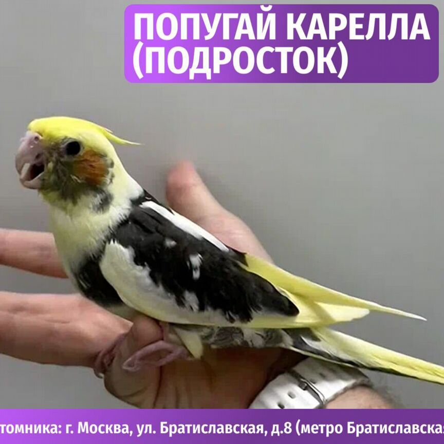 Попугай Карелла подросток