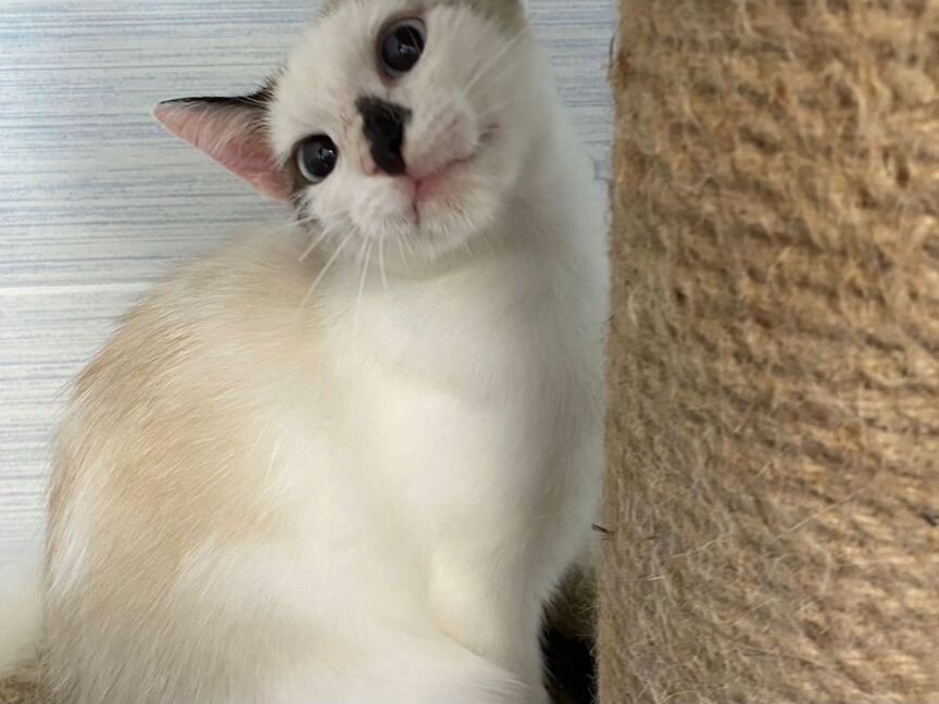 Кошка стерилизованная Клякса