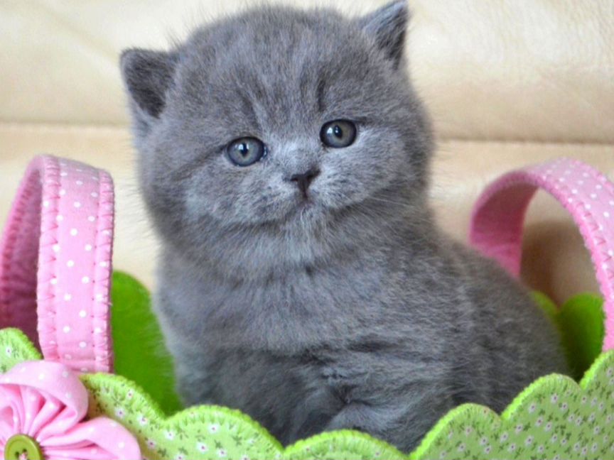 Шикарные Плюшевые Медвежата)