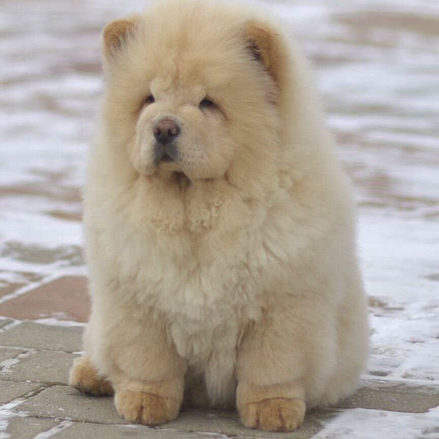 Чау-чау, щенок