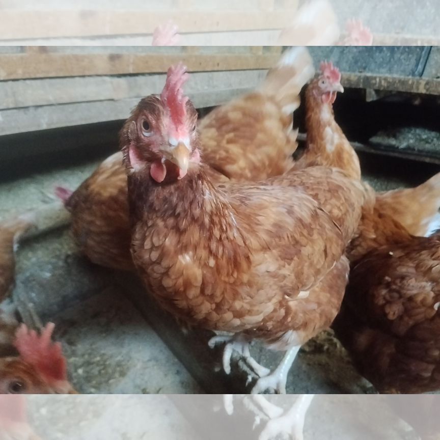 Куры несушки