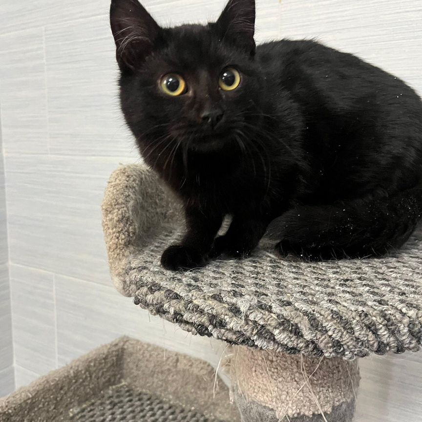 Котенок привитая прелесть