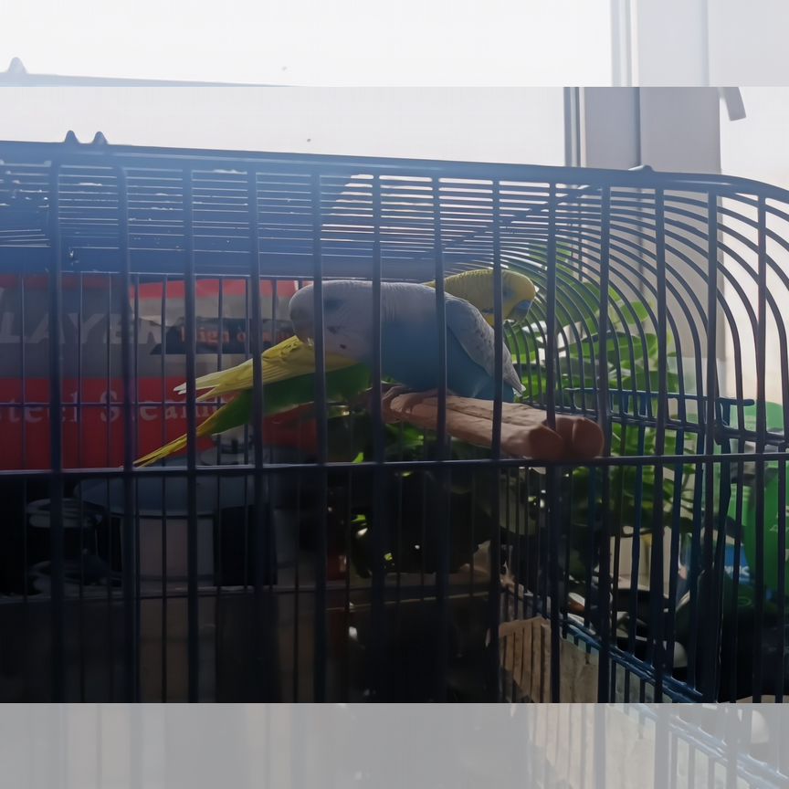 Волнистый попугай самка взрослая и самец